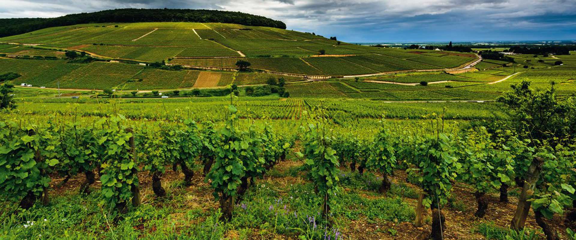 Brasilidade à francesa: uma história sobre peixe em crosta de pimenta ...
